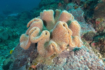 Whitespotted Warty Snail Phyllidia Flava Dive Editorial Stock Photo ...