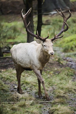 Roe Deer Capreolus Capreolus Albino Buck Editorial Stock Photo - Stock ...