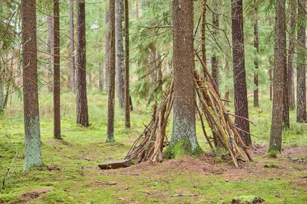 Wood Tipi Tree Trunk Norway Spruce Editorial Stock Photo - Stock Image ...