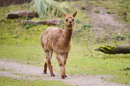 Alpaca Lama Pacos Walking On Meadow Editorial Stock Photo - Stock Image ...