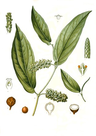 Medicinal Plant Cubeb Piper Cubeba Cubeb Editorial Stock Photo - Stock ...