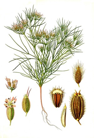 Medicinal Plant Cumin Cuminum Cyminum Known Editorial Stock Photo ...