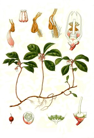 Medicinal Plant Boxberry Gaultheria Procumbens Wintergreen Editorial ...