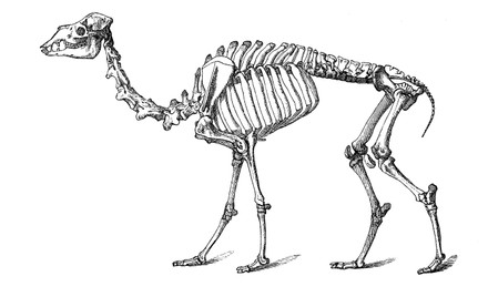 Skeleton Dromedary Camelus Dromedarius Onehumped Dromedary Editorial ...