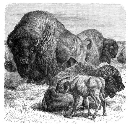 Wild Sheep Ovis Polii Marco Polo Editorial Stock Photo - Stock Image ...