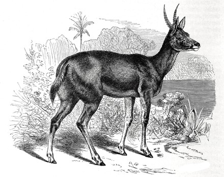 Skeleton Addax Addax Nasomaculatus Addax Historic Editorial Stock Photo ...