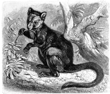 Ursine Treekangaroo Dendrolagus Ursinus Historic Digitally Editorial ...