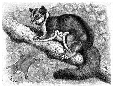 Ursine Treekangaroo Dendrolagus Ursinus Historic Digitally - Foto de ...