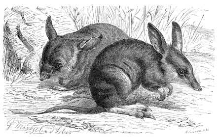 Longnosed Bandicoot Perameles Nasuta Historic Digitally Editorial Stock ...
