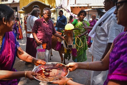 Hindu Devotees Perform Ritual They Worship Editorial Stock Photo ...