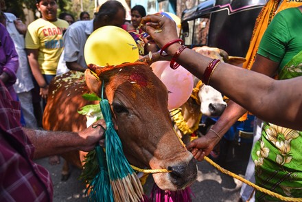 Hindu Devotees Perform Ritual They Worship Editorial Stock Photo ...