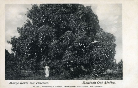 German East Africa Mango Tree Full Editorial Stock Photo - Stock Image ...