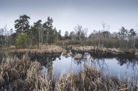 3,000 Marshy wetlands Stock Pictures, Editorial Images and Stock Photos ...