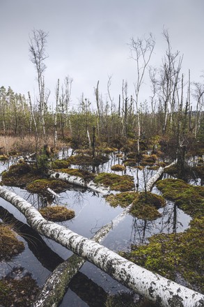 3,000 Marshy wetlands Stock Pictures, Editorial Images and Stock Photos ...