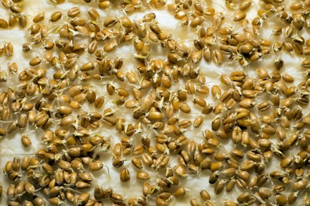 Durum Triticum Durum Wheat Grains Food Editorial Stock Photo - Stock ...