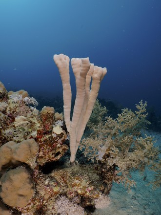 Colony Siphon Sponge Siphonochalina Siphonella Tube Editorial Stock ...