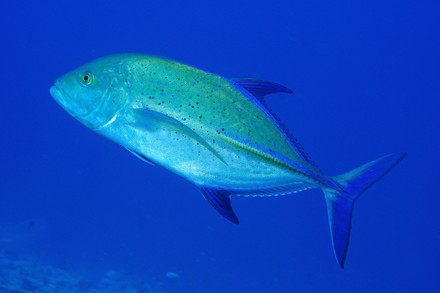 18 Blue ulua Stock Pictures, Editorial Images and Stock Photos ...
