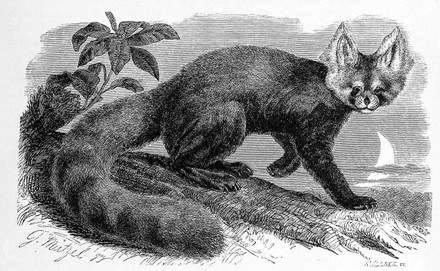 22 Eastern native cat Stock Pictures, Editorial Images and Stock Photos ...