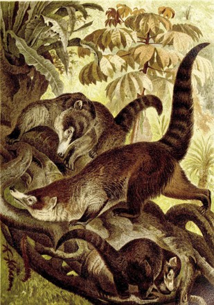 Whitenosed Procyonidae Coati Coatimundi Species Coati Editorial Stock ...