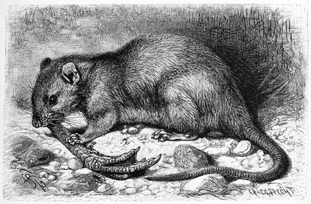 Skeleton Great Jerboa Allactaga Major Historic Editorial Stock Photo ...