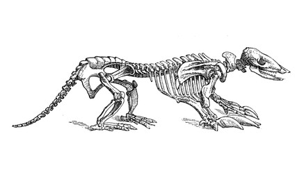 Armadillo Skeleton Historical Digitally Restored Reproduction Editorial ...