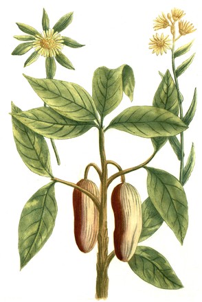 Botany Plant Plants Genus Conyza Occupational Editorial Stock Photo ...