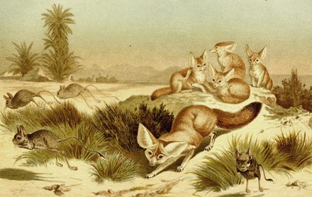 Fennek Fennec Fox Vulpes Zerda Species Editorial Stock Photo - Stock ...