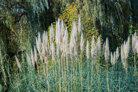3 Cortaderias Stock Pictures, Editorial Images and Stock Photos ...