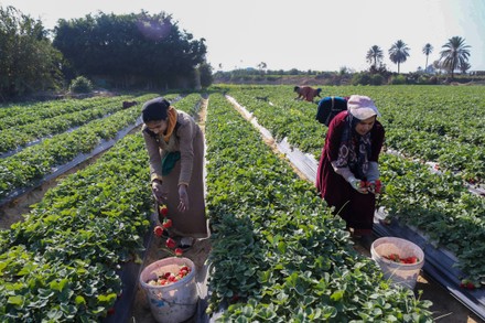 Egyptians Harvest Strawberries Farm Benha Qalyubia Editorial Stock ...