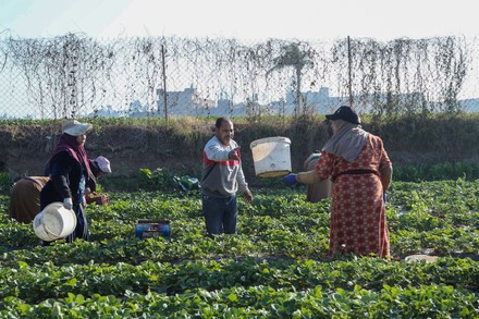 Egyptians Harvest Strawberries Farm Benha Qalyubia Editorial Stock ...