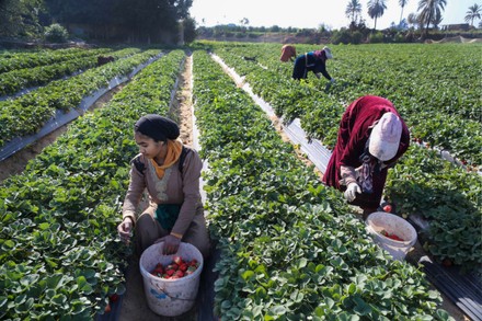 Egyptians Harvest Strawberries Farm Benha Qalyubia Editorial Stock ...