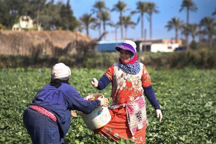 Egyptians Harvest Strawberries Farm Benha Qalyubia Editorial Stock ...