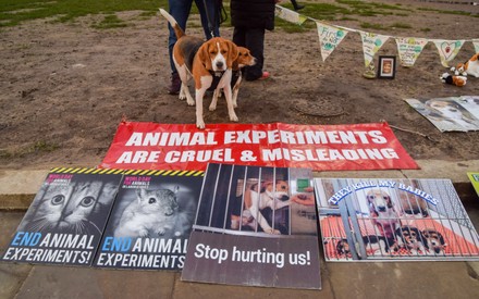 Pair Beagles Stand Next Anti Animal Editorial Stock Photo - Stock Image ...