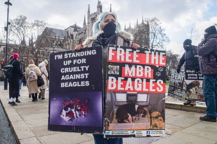 Protester Holds Placards Demanding Freedom Beagles Editorial Stock ...