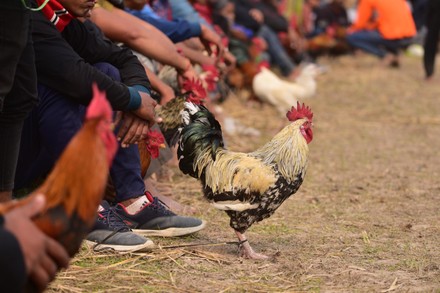 People Their Roosters Seen During Traditional Editorial Stock Photo ...