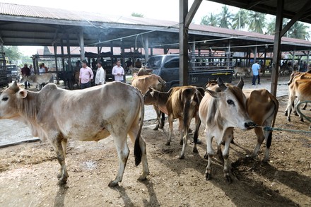 Cattle Trader Displays His Cows Sale Editorial Stock Photo - Stock ...