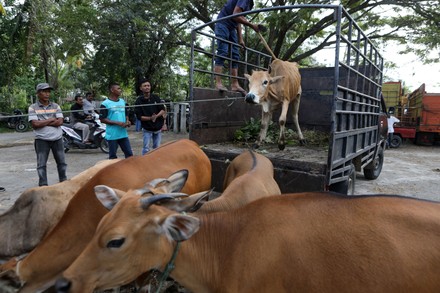 Cattle Trader Displays His Cows Sale Editorial Stock Photo - Stock ...