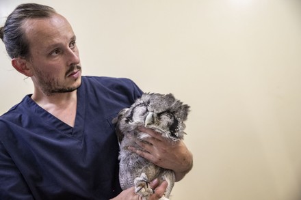 Veterinarian Holds Verreauxs Eagleowl During Health Editorial Stock ...