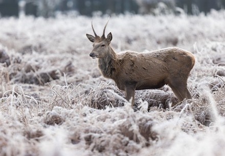 Red Deer Stands Landscape Frozen Bracken Editorial Stock Photo - Stock ...