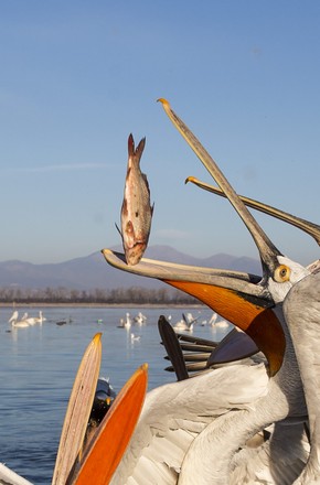 Pelican Manages Balance Fish On Beak Editorial Stock Photo - Stock ...