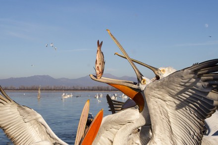 Pelican Manages Balance Fish On Beak Editorial Stock Photo - Stock ...