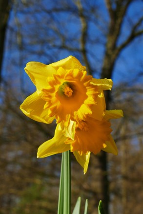 Early Daffodils Bloom By Woods On Editorial Stock Photo - Stock Image ...
