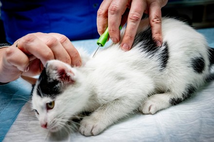 Cat Chipped By Vet All Cat Editorial Stock Photo - Stock Image ...