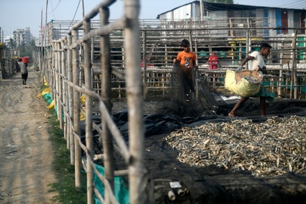 Workers During Work Dry Fish Factory Editorial Stock Photo - Stock ...