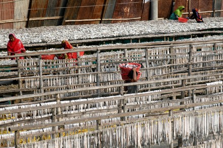 Worker During Work Dry Fish Factory Editorial Stock Photo - Stock Image ...