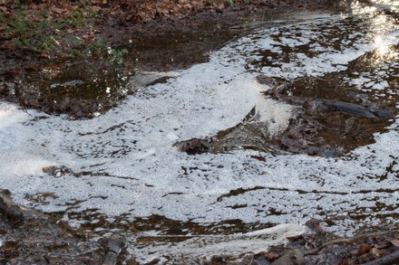 Pollution On Stream Burnham Beeches Woodlands Editorial Stock Photo ...