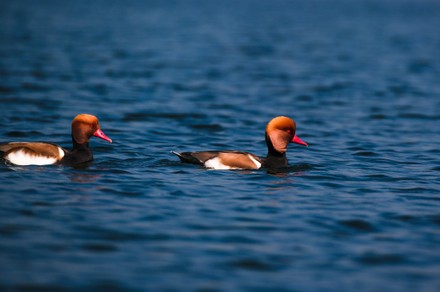 Redcrested Pochard Netta Rufina Large Diving Editorial Stock Photo ...
