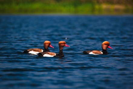 Redcrested Pochard Netta Rufina Large Diving Editorial Stock Photo ...