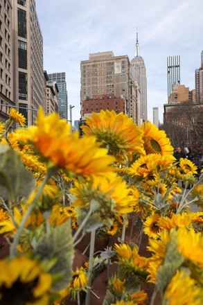 New Installation Featuring 333 Sunflowers Installed Editorial Stock ...