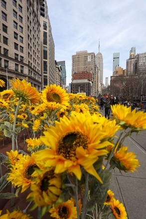 New Installation Featuring 333 Sunflowers Installed Editorial Stock ...